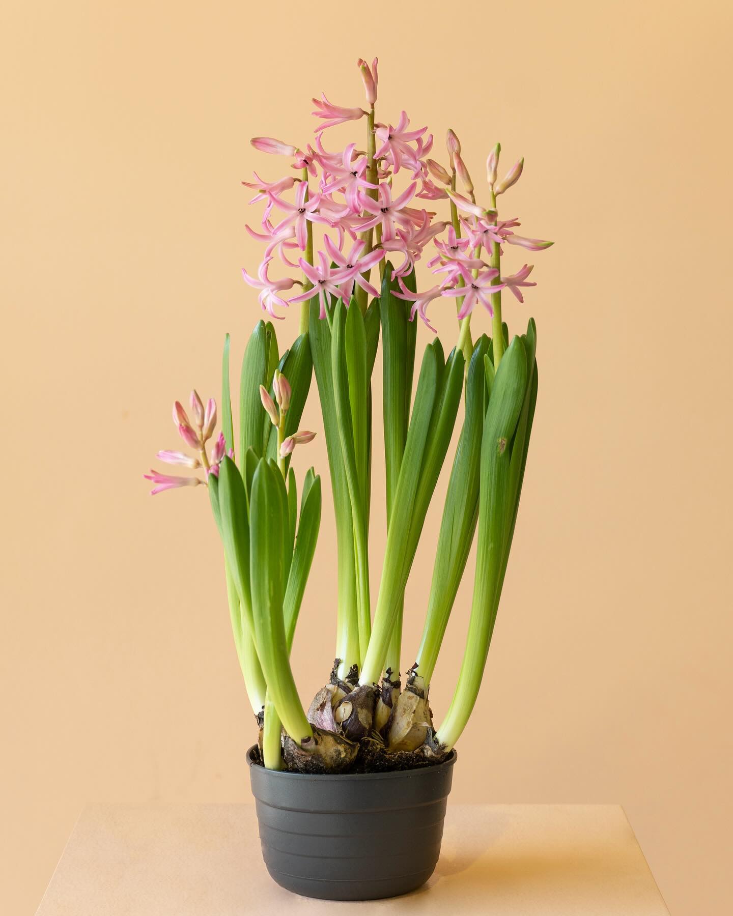 About – Alia Flowers