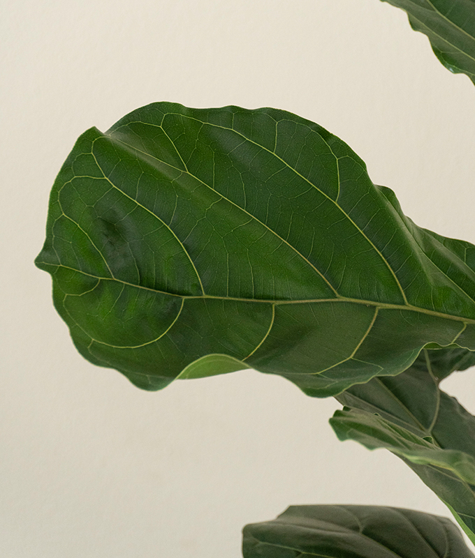 Ficus Lyrata Plant – Alia Flowers