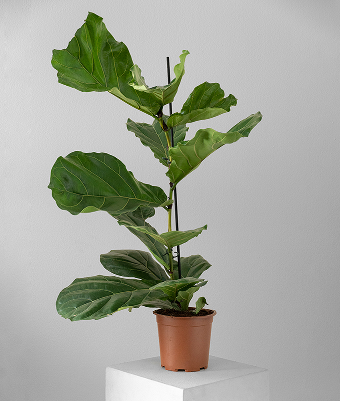 Ficus Lyrata Plant – Alia Flowers