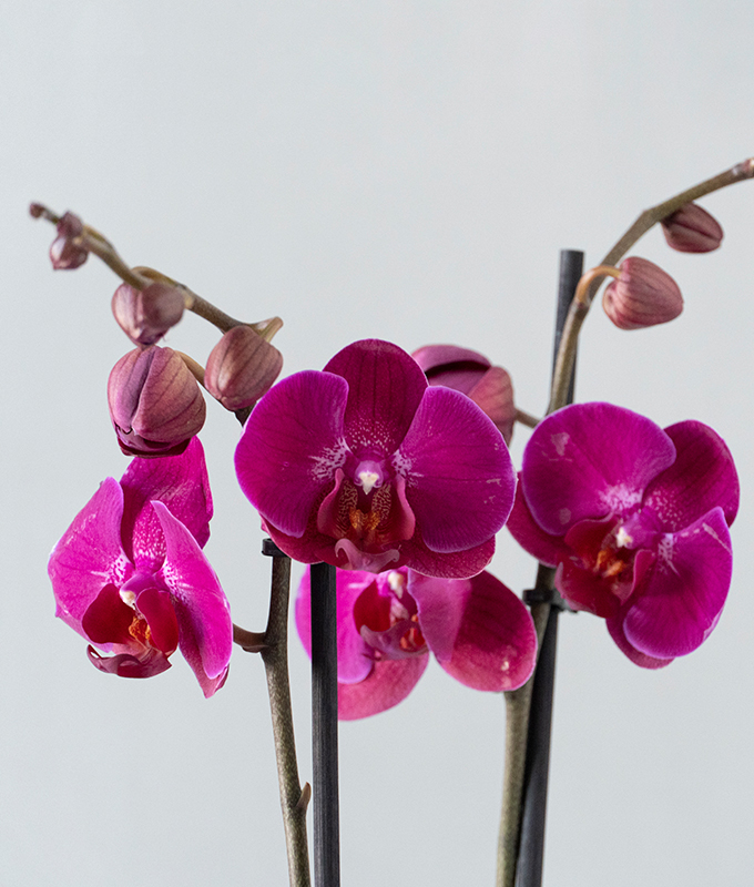 Flowering Plants – Alia Flowers