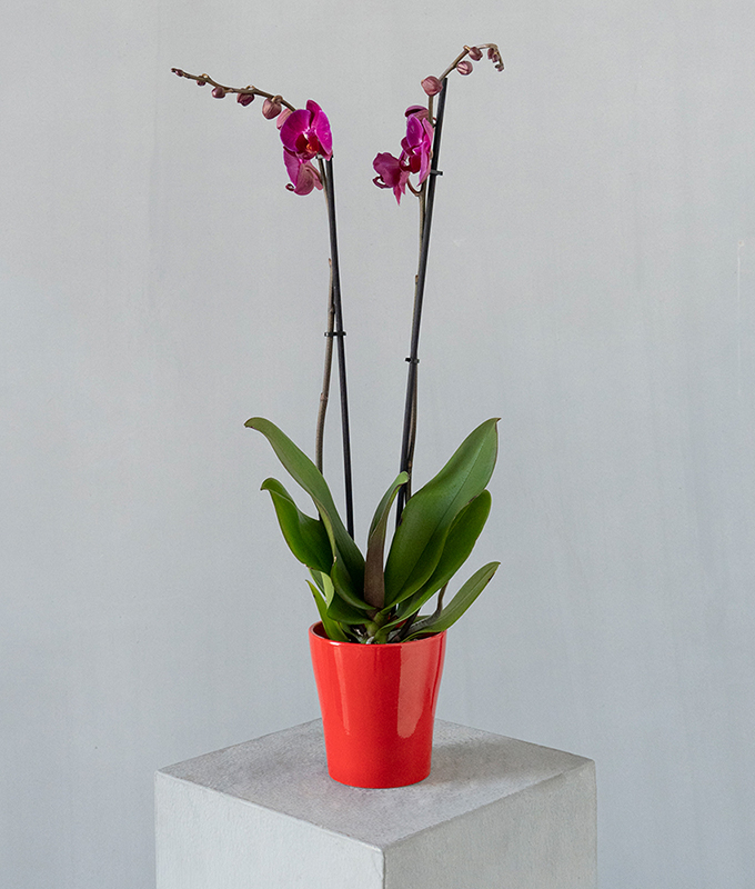 Flowering Plants – Alia Flowers