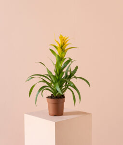 Indoor Plants Archives - Alia Flowers