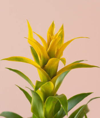 Indoor Plants Archives - Alia Flowers