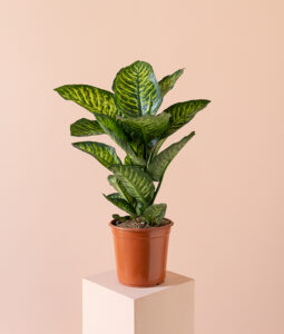 Indoor Plants Archives - Alia Flowers