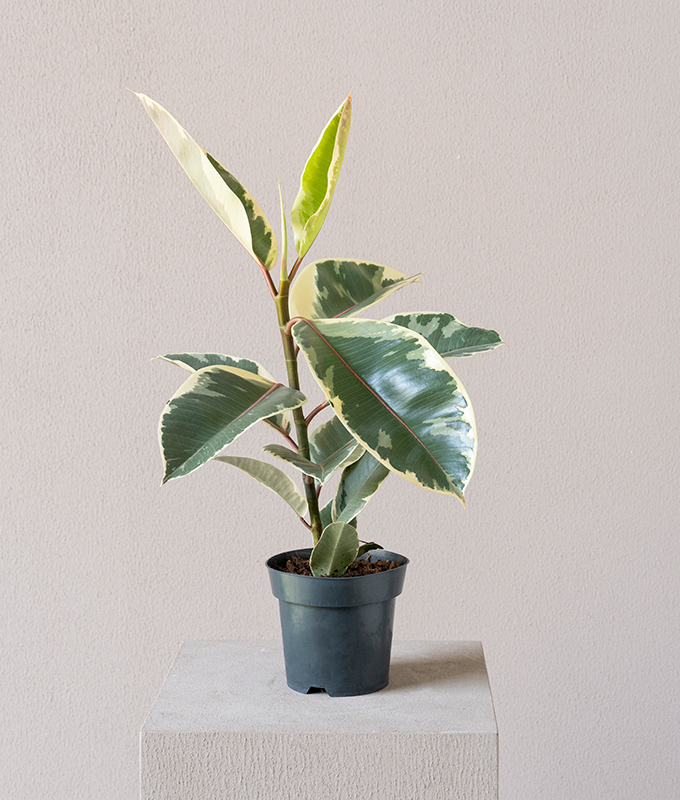 Alia Flowers – Delivery of Fresh Flowers, Chocolates and Gifts in Bahrain