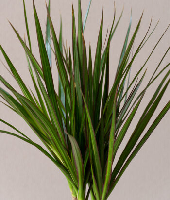 Plants – Alia Flowers