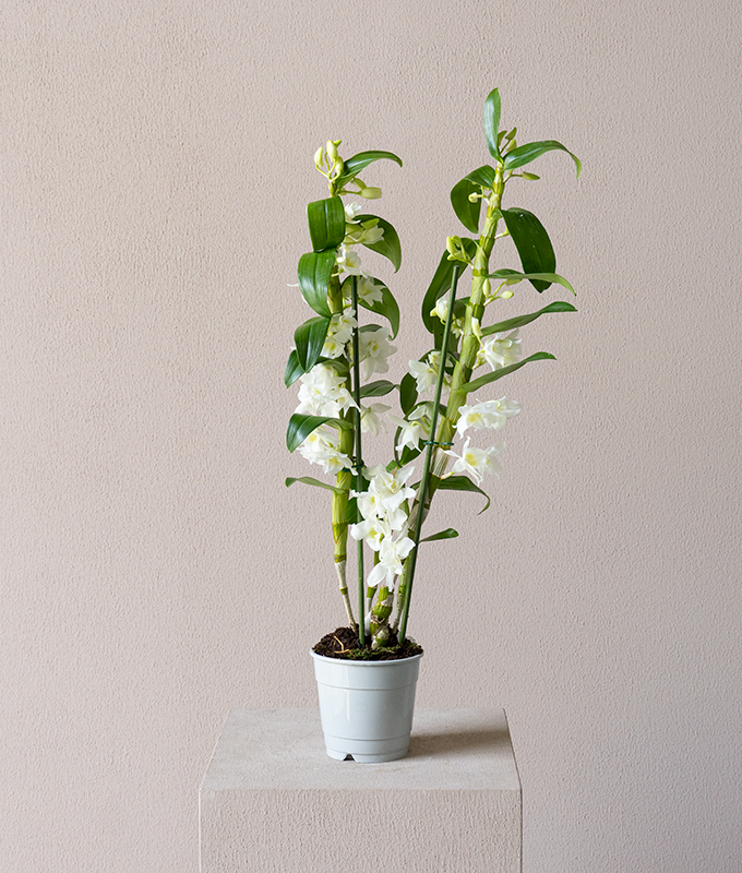 Indoor Plants – Alia Flowers