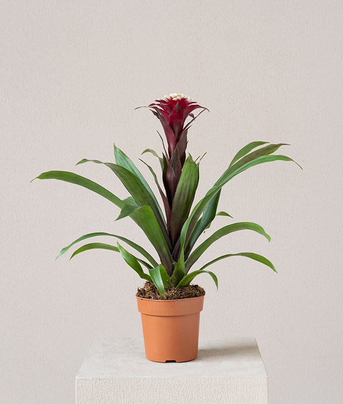 Flowering Plants – Alia Flowers