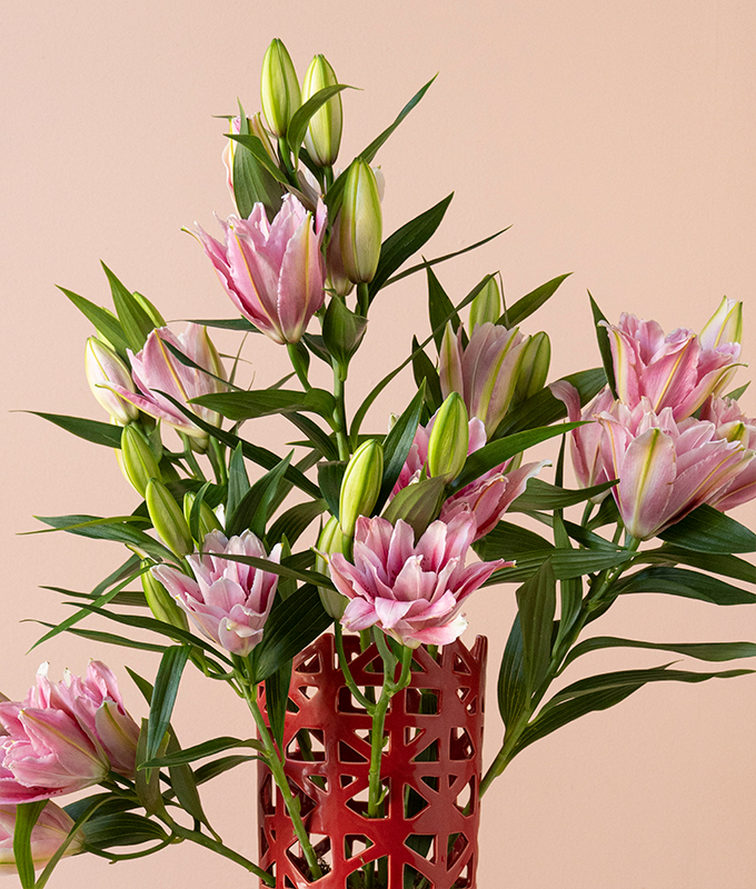 Blush Radiance – Alia Flowers