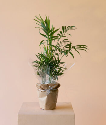 Indoor Plants – Alia Flowers