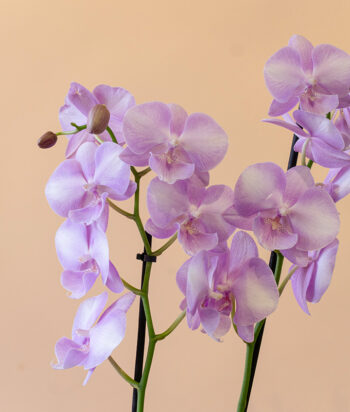 Indoor Plants – Alia Flowers