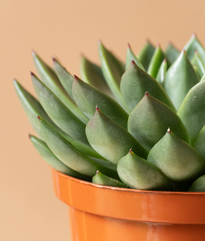 Echeveria Mexican – Alia Flowers