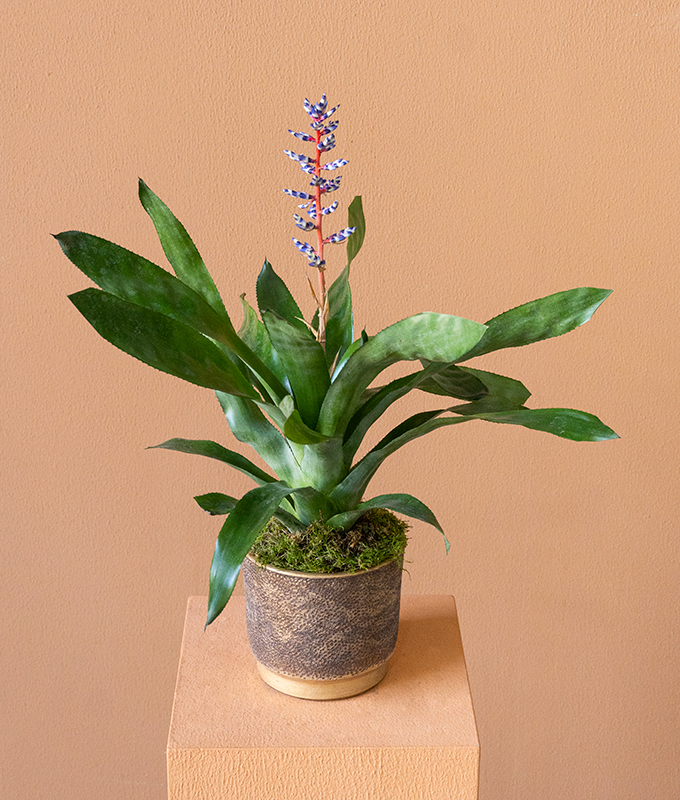 Primera Bloom – Alia Flowers